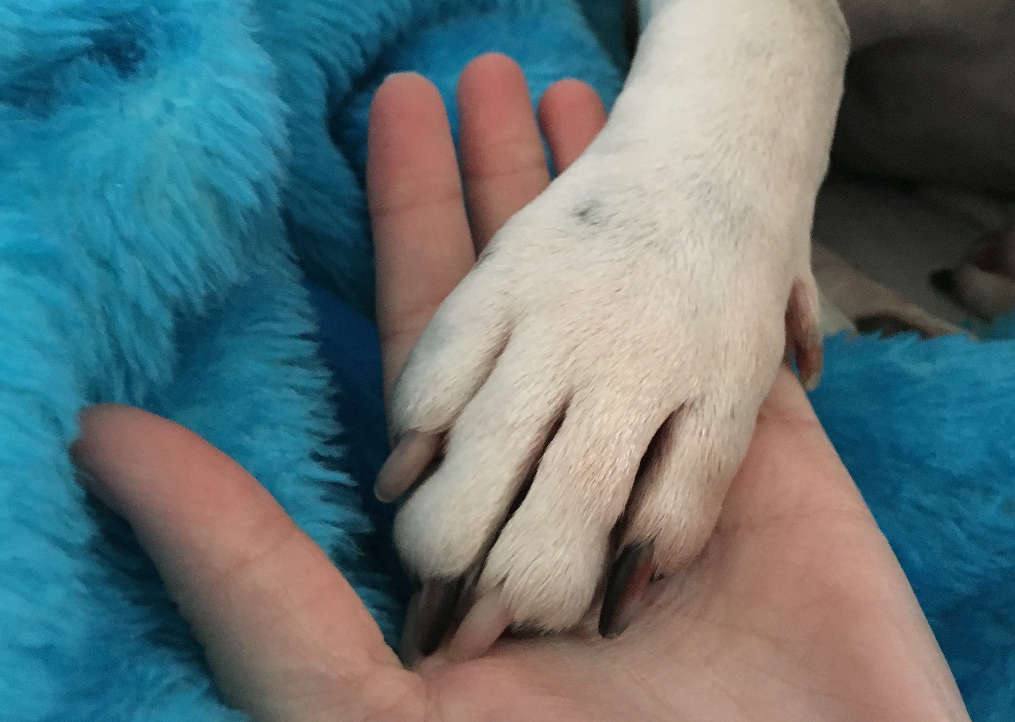 Part 3 - Understanding Your Dog's Senses - Woofalicious Tales Part 3 - Understanding Your Dog's Senses - Woofalicious Tales
