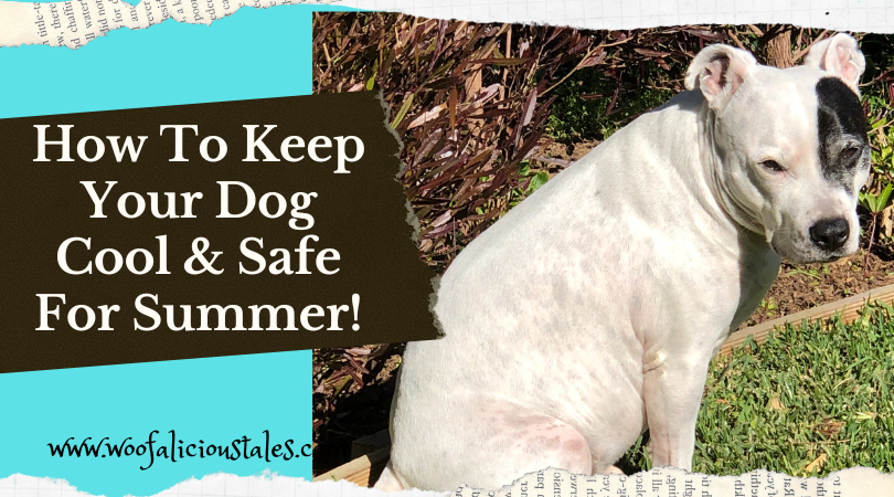 How To Keep Your Dog Cool And Safe For Summer? - Woofalicious Tales