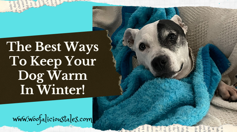 The Best Ways To Keep Your Dog Warm In Winter! - Woofalicious Tales