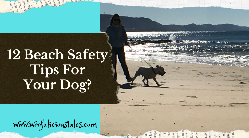 12 Beach Safety Tips For Your Dog! - Woofalicious Tales
